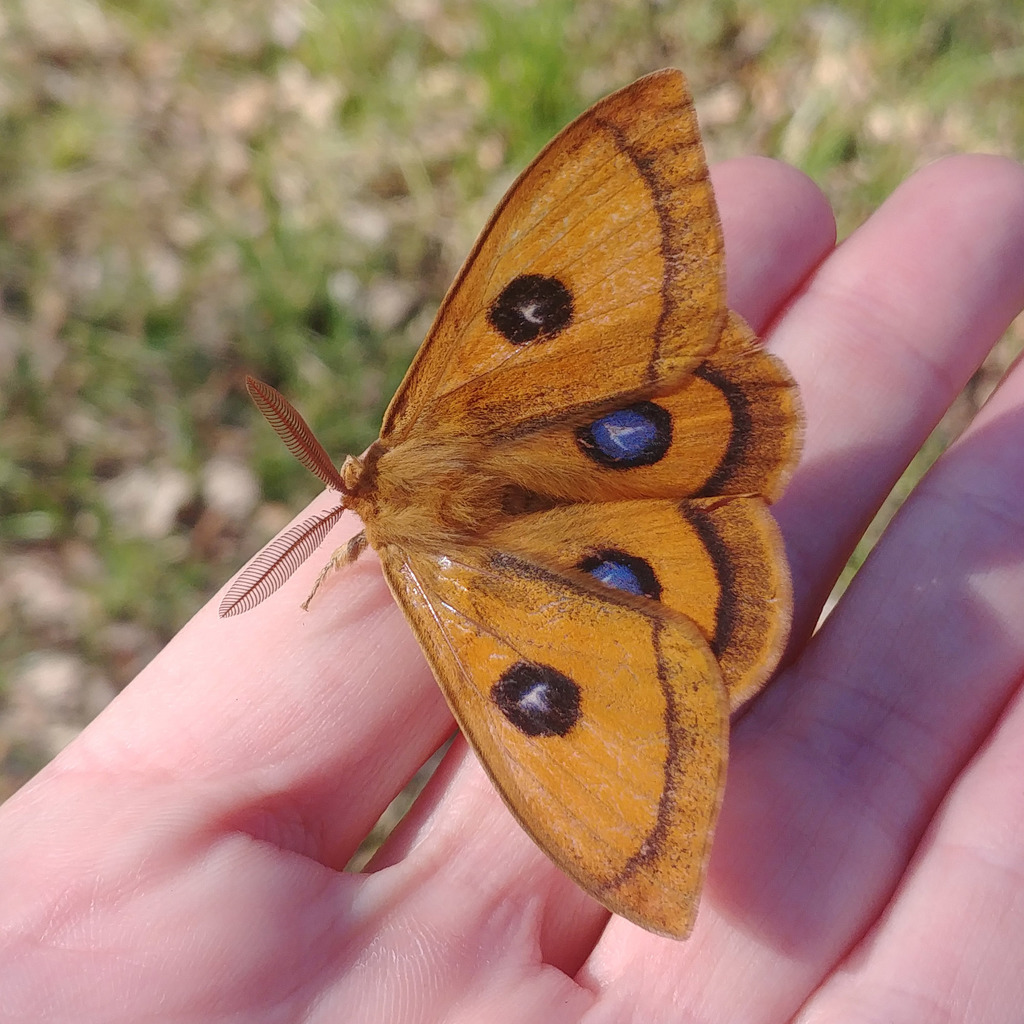 Tau Emperor Moth from 82234 Weßling, Germany on April 20, 2022 at 04:17 ...