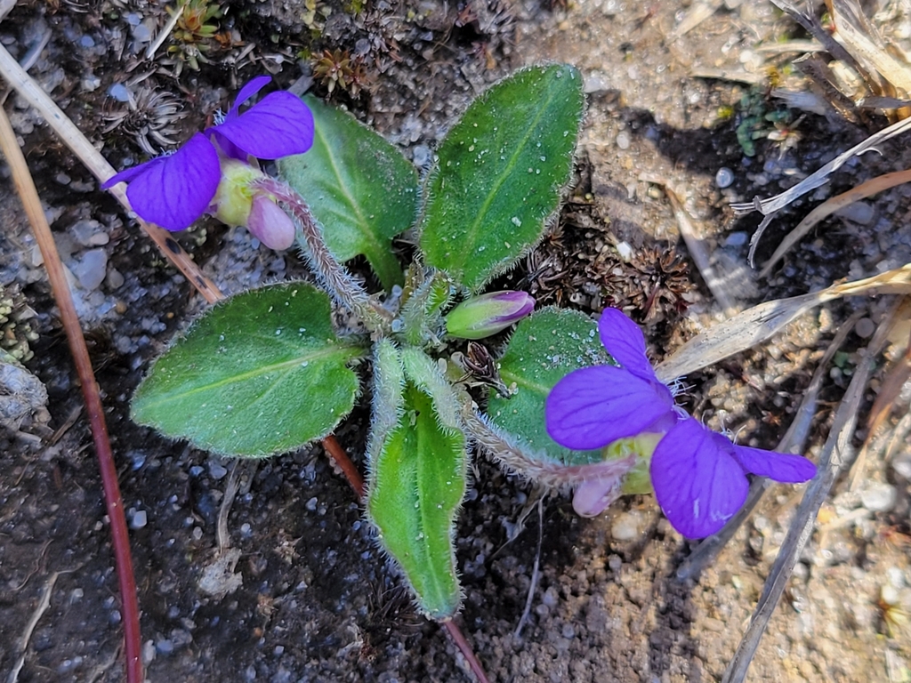 Arrowleaf Violet from Nantucket, MA 02554, USA on April 23, 2022 at 10: ...