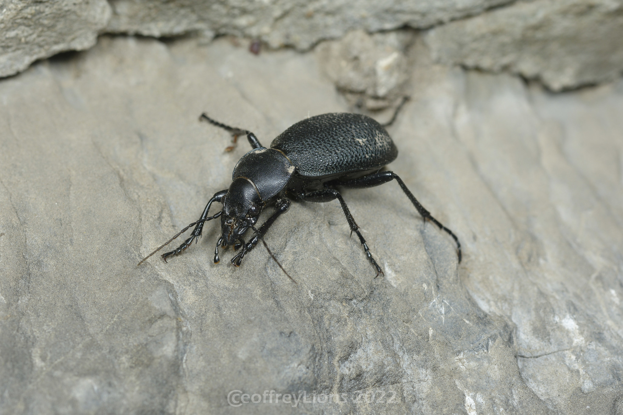 Carabus brandti Faldermann, 1835