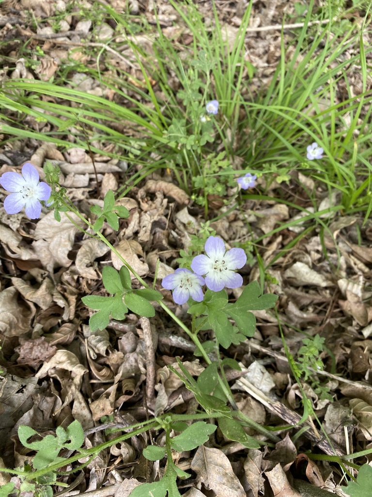 Texas baby blue eyes from Georgetown, TX, US on April 23, 2022 at 11:50 ...