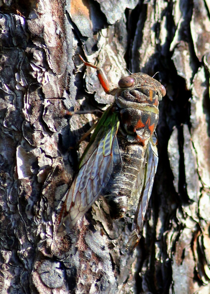 Davis's Southeastern Dog-day Cicada from Mobile County, US-AL, US on ...