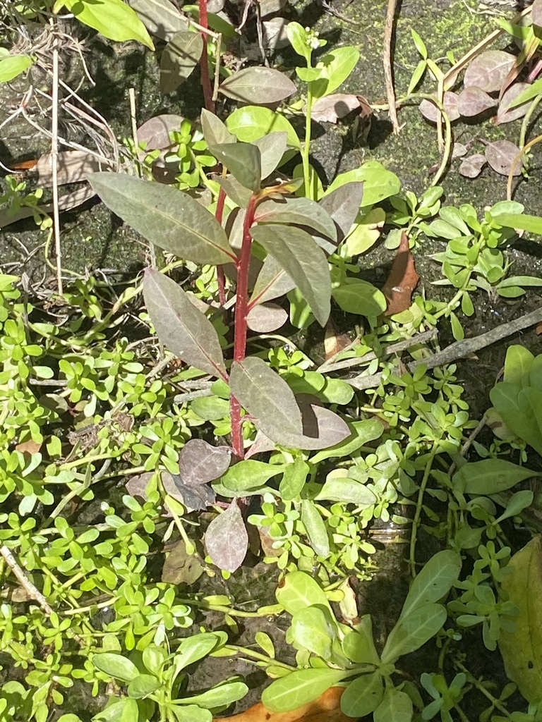 Water Purslane from Weeki Wachee River, Weeki Wachee, FL, US on ...