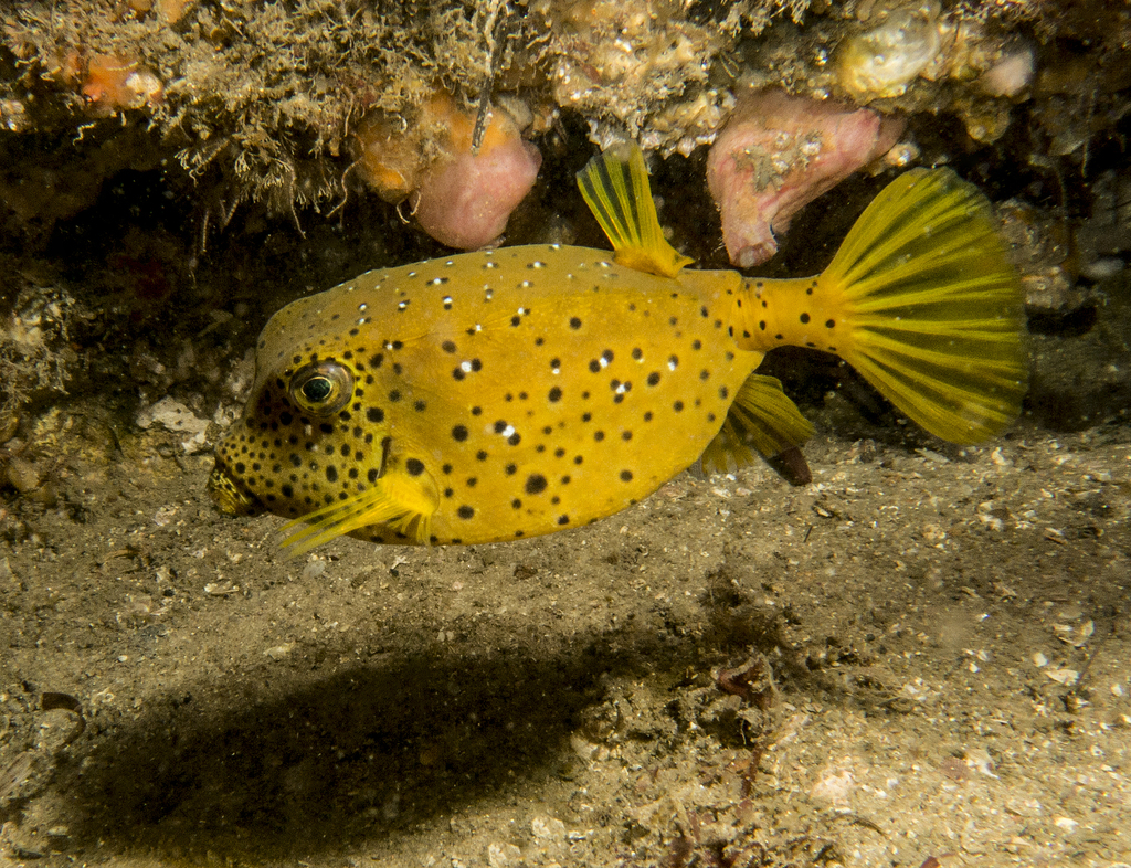 Yellow Boxfish (Ostracion cubicum) - Marine Life Identification