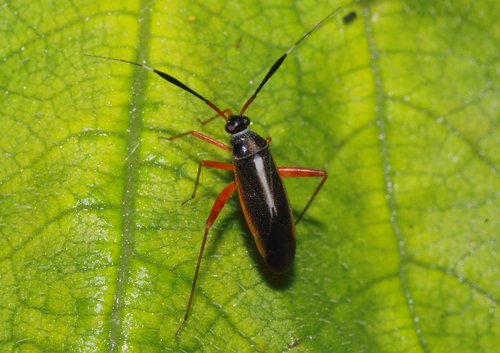 Genus Garganus · iNaturalist