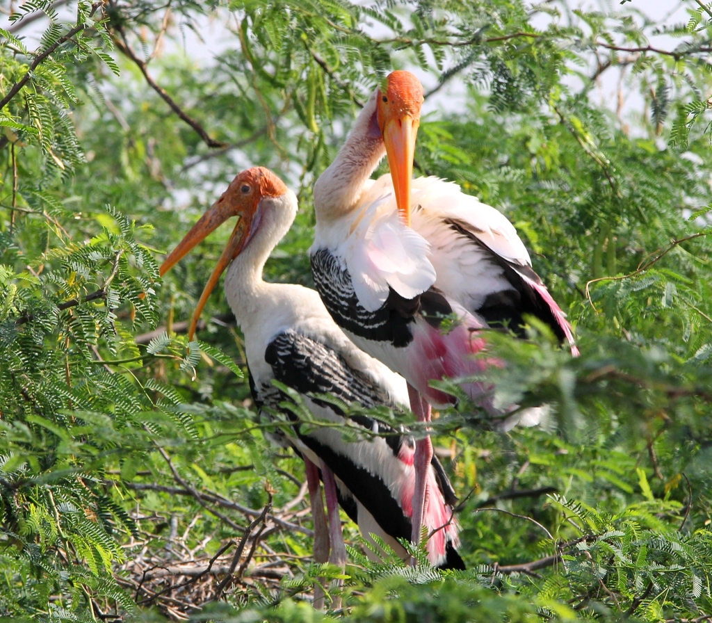 Painted Stork in May 2015 by dhanapal. Painted stork in the breeding ...