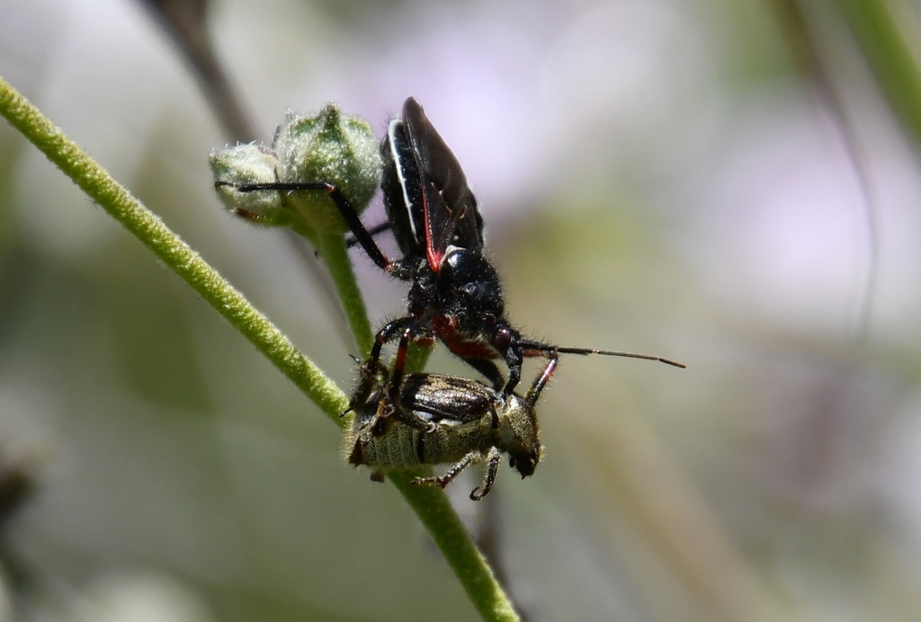 California Bee Assassin from MTRP Portobelo Entrance on April 17, 2022 ...