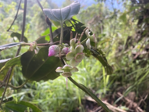 Blakea quadriflora · iNaturalist