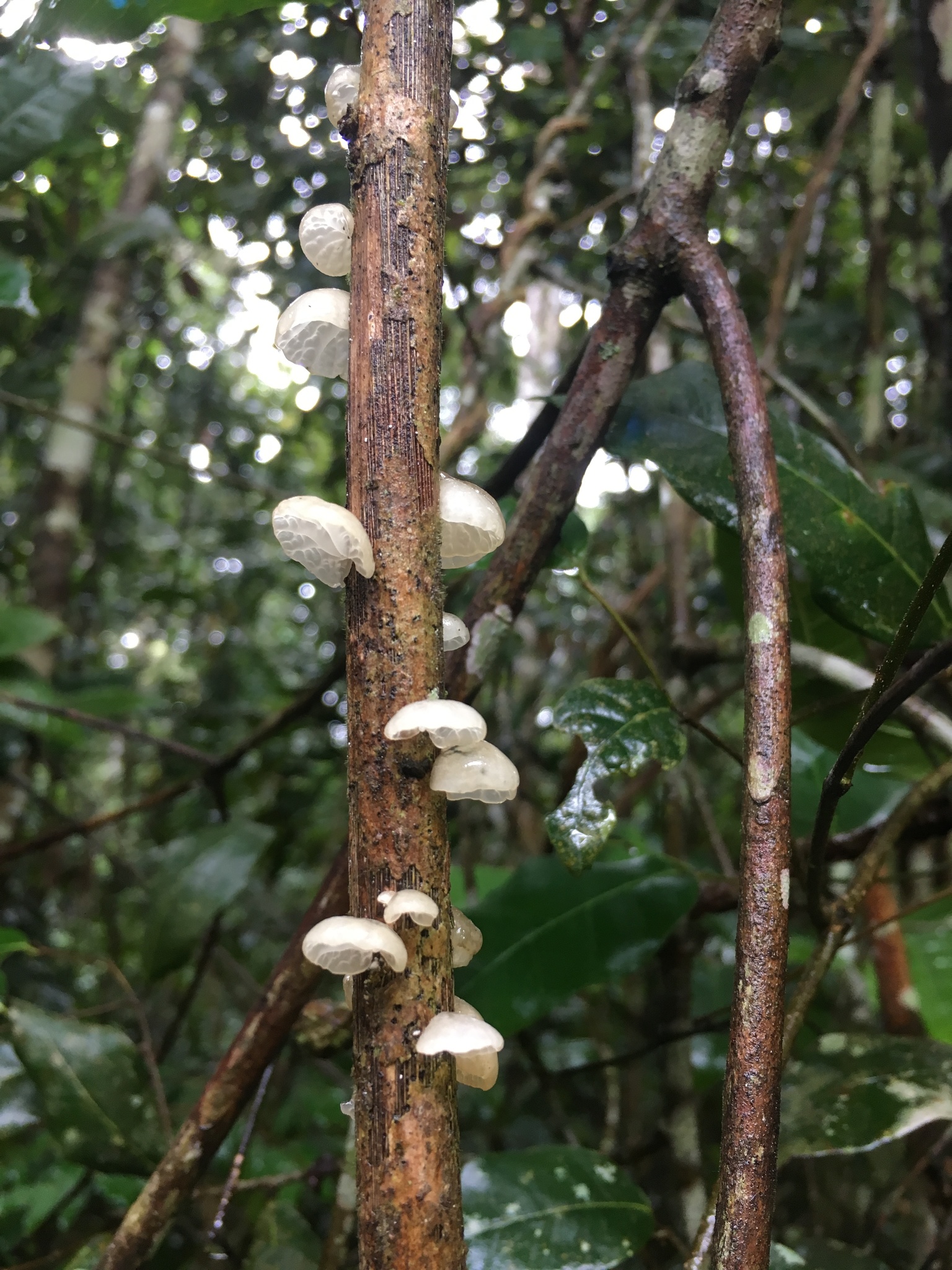 Campanella junghuhnii (Mont.) Singer