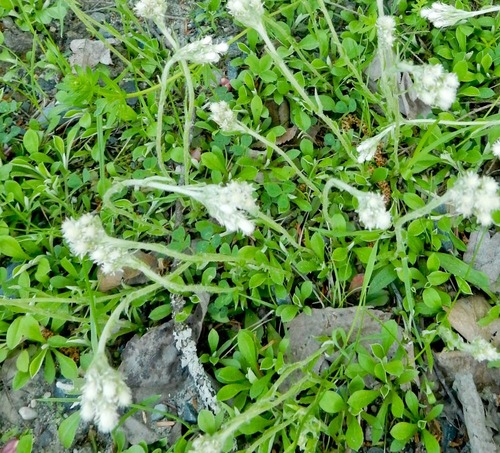Canadian Pussytoes (Subspecies Antennaria howellii canadensis ...