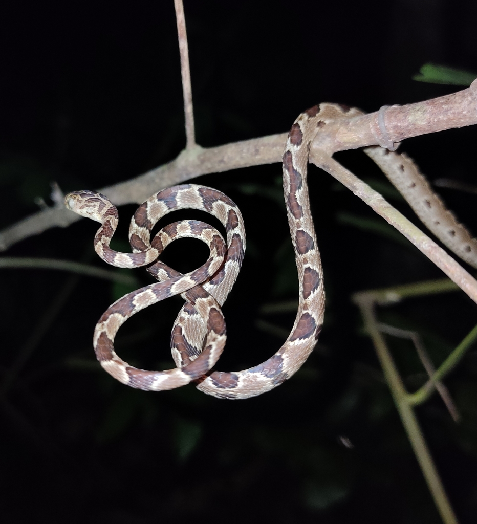 Central American Tree Snake from Los Asientos, Panamá on April 21, 2022 ...