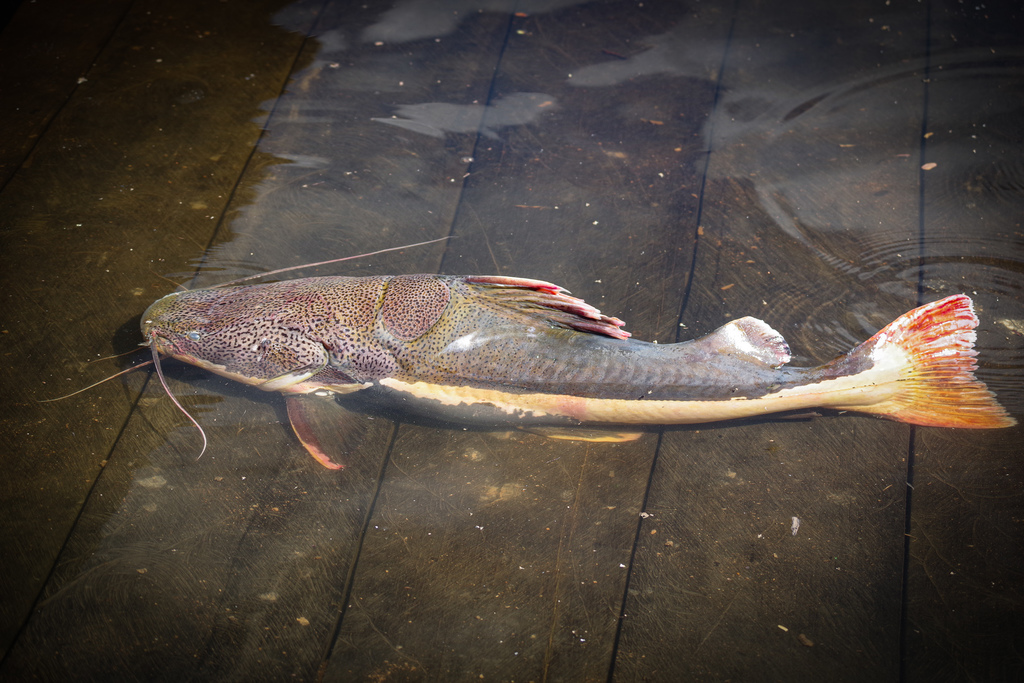 Redtail Catfish from Maynas Province, Peru on July 28, 2021 at 12:02 PM ...