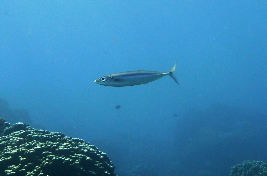 macarela mexicana (PN Islas Marietas ) · iNaturalist