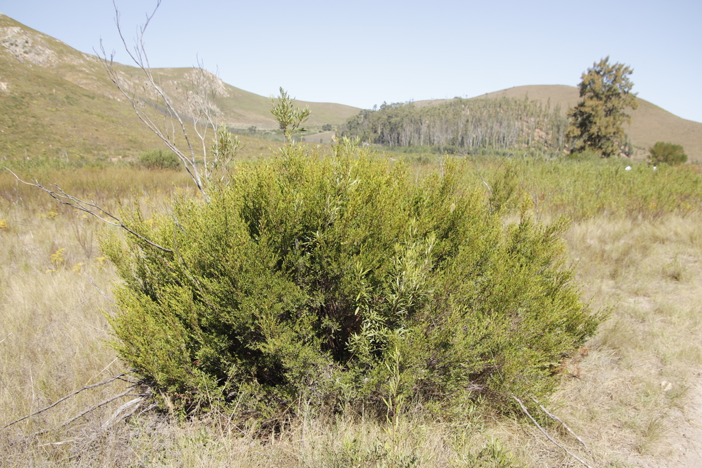 Cape Starapple from track w Gobos River e Greyton, Riviersonderend Mtns ...