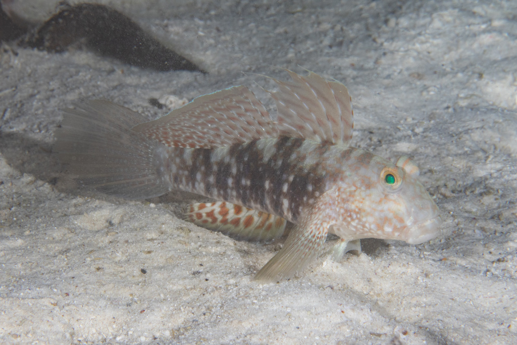 Mud-reef Goby (Exyrias belissimus) - Marine Life Identification