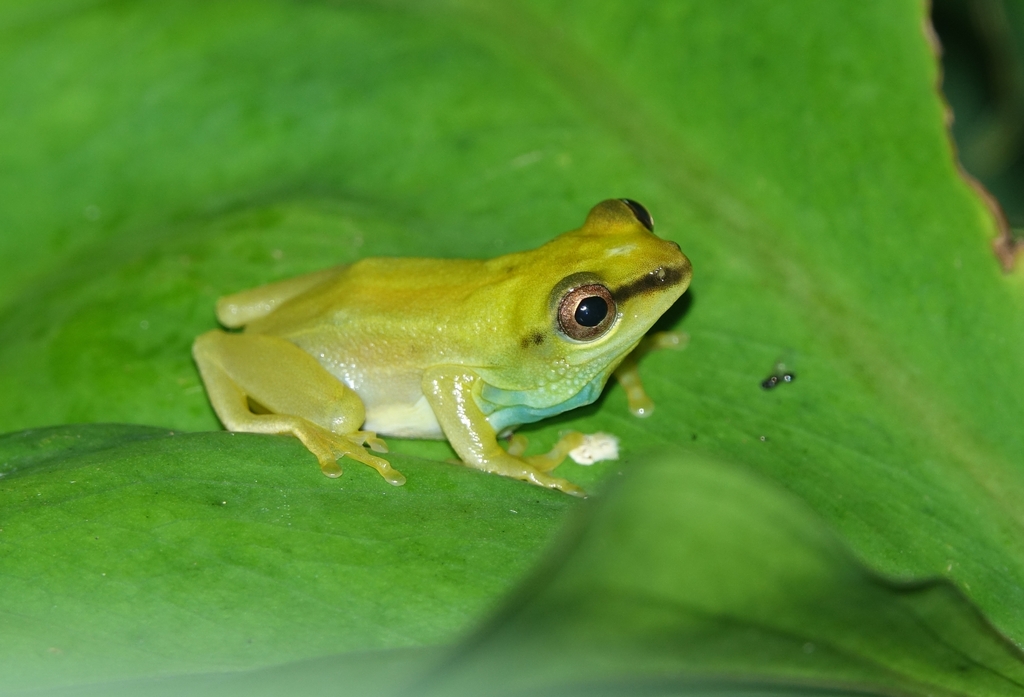 Dotted Reed Frog from Nyong-et-Kéllé, Cameroon on April 20, 2022 at 07: ...