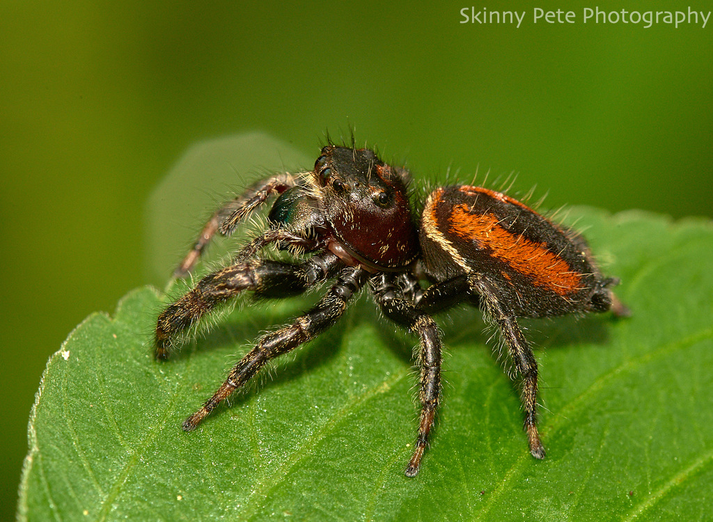 Brilliant Jumping Spider from Volusia County, FL, USA on September 12 ...