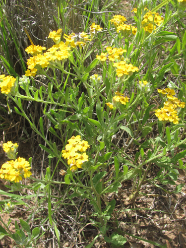 Woolly paperflower (Psilostrophe villosa)