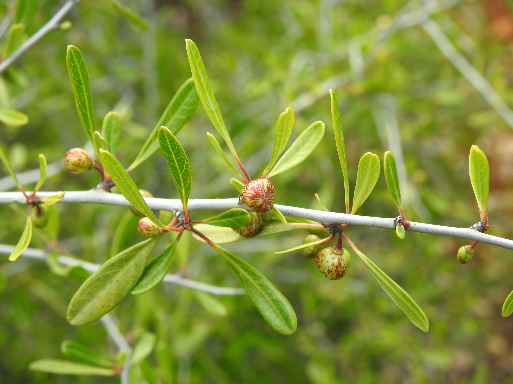 Rhamnus oleoides L.