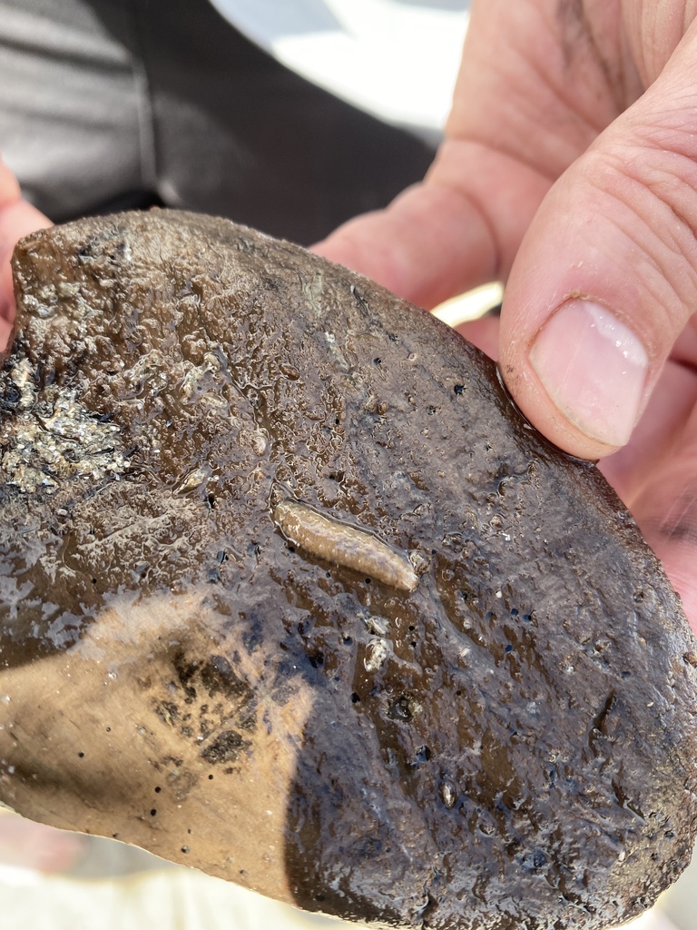 Twelve-scaled Worm from Georgetown, SC, US on April 1, 2022 at 03:06 PM ...