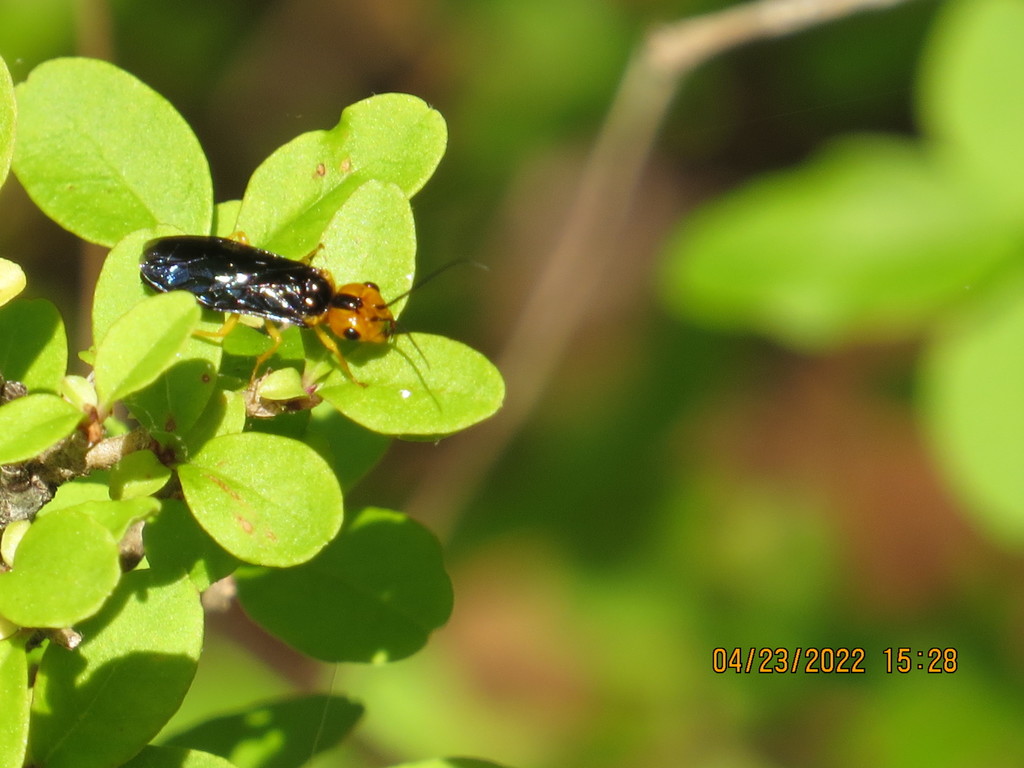 Winged and Once-winged Insects from Rockdale County, GA, USA on April ...