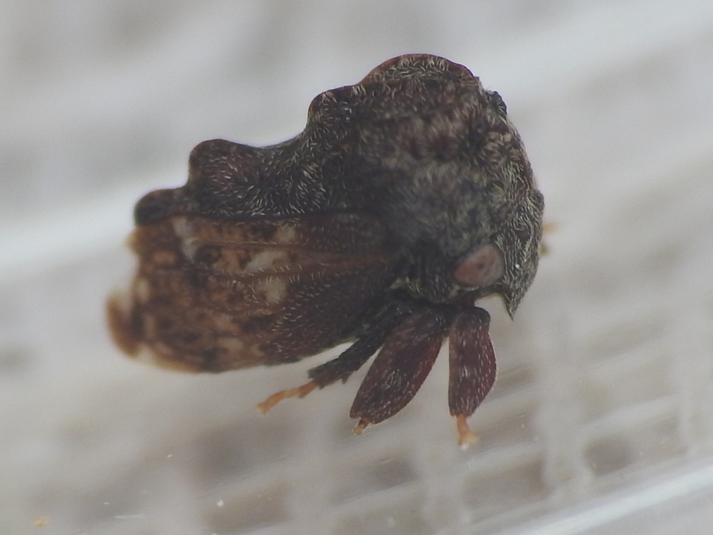 Tylopelta gibbera from Southwest Arlington, Arlington, TX, USA on April ...