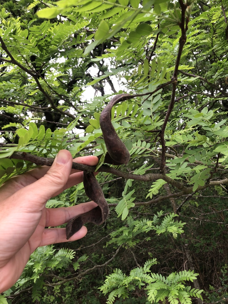 honey locust from N Bowman Springs Rd, Arlington, TX, US on April 23 ...