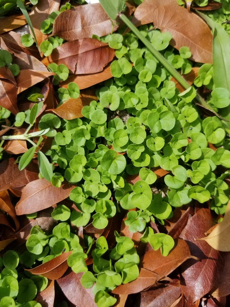 kidney weed from Espinar, Aguada, Puerto Rico on April 23, 2022 at 03: ...