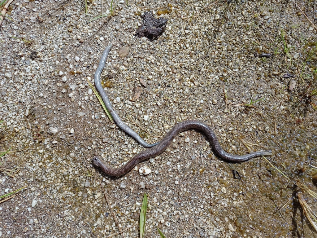 Parker's Ground Snake in April 2022 by Angel Mario Hualpa Erazo ...