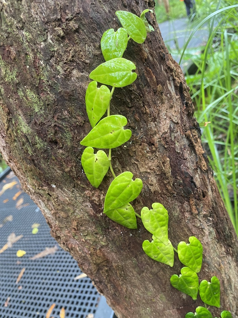 Australian Pepper Vine from Jonas Absalom Drive, Port Macquarie, NSW ...