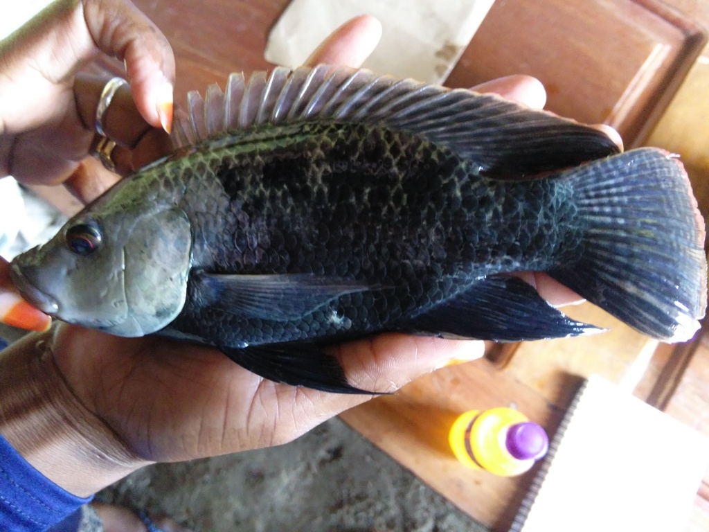 Rufigi Tilapia from Tanzania on October 9, 2016 at 02:36 PM by ...