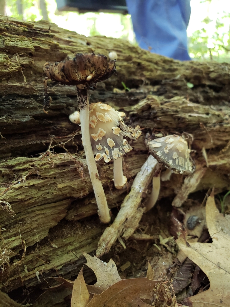 scaly ink cap from 6515 Delong Rd, Indianapolis, IN 46278, USA on June ...