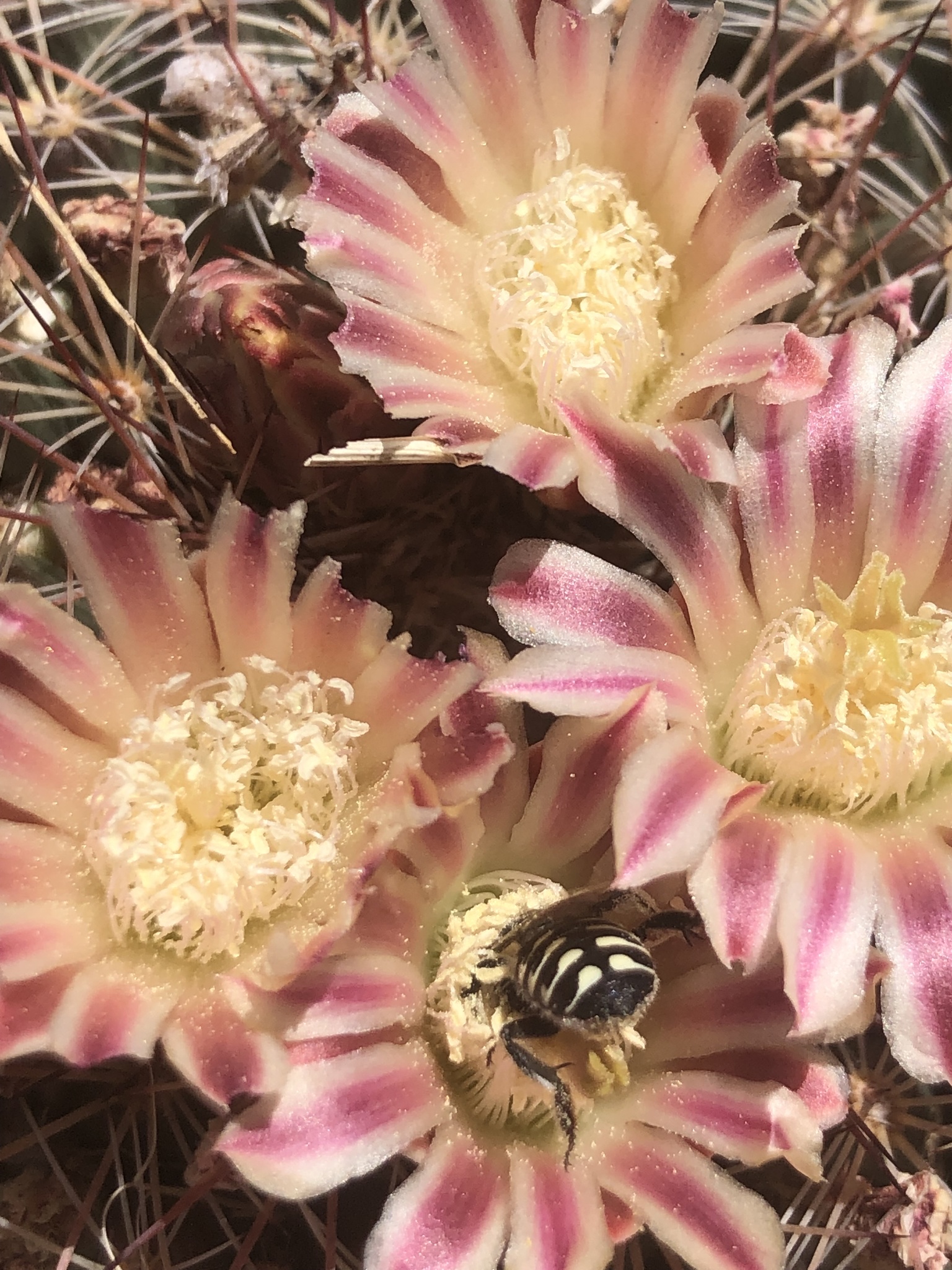 Anthidium maculosum Cresson, 1878