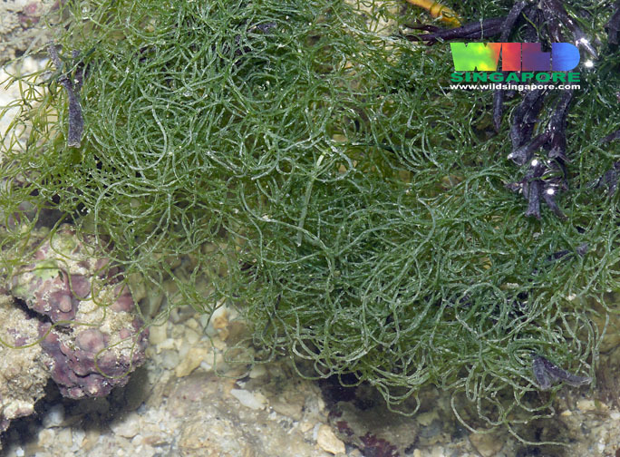 Chaetomorpha (Star Island Intertidal Seaweeds) · iNaturalist