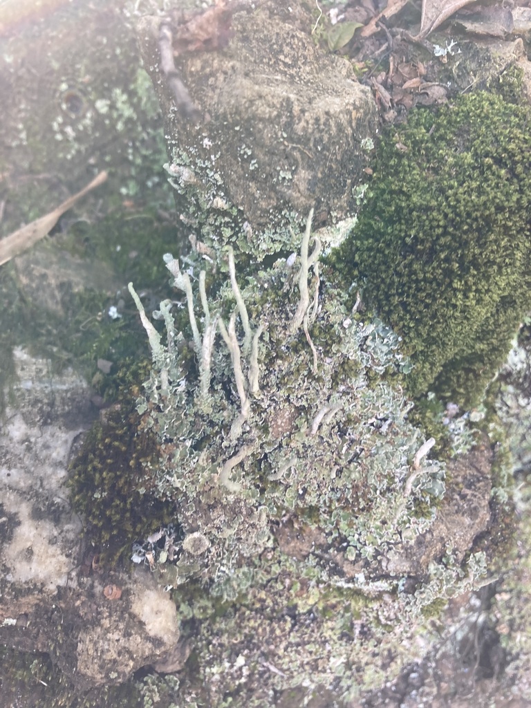 Common Powderhorn from San Francisco Watershed Lands, San Mateo County ...
