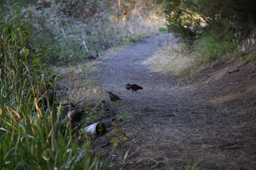 California Quail from Tapapa, New Zealand on April 22, 2022 at 04:01 PM ...