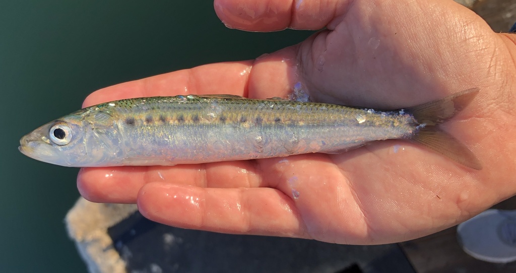 Pacific Sardine (Sardinops sagax) - Marine Life Identification