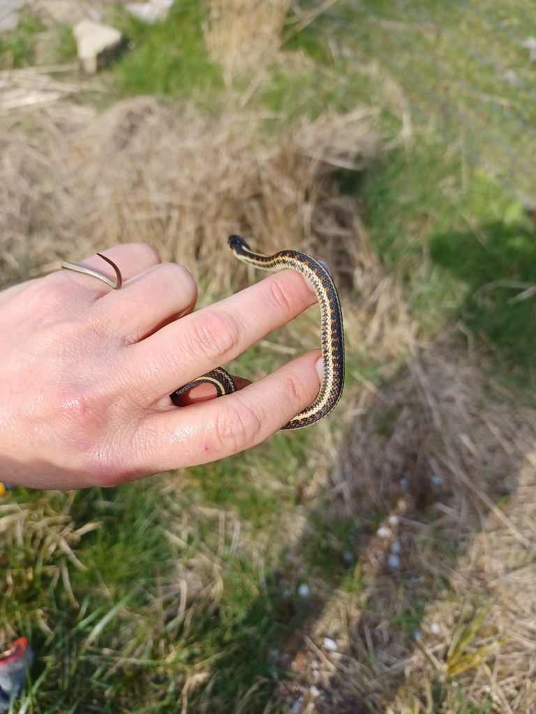 Valley Garter Snake from Long Beach, WA 98631, USA on April 23, 2022 at ...