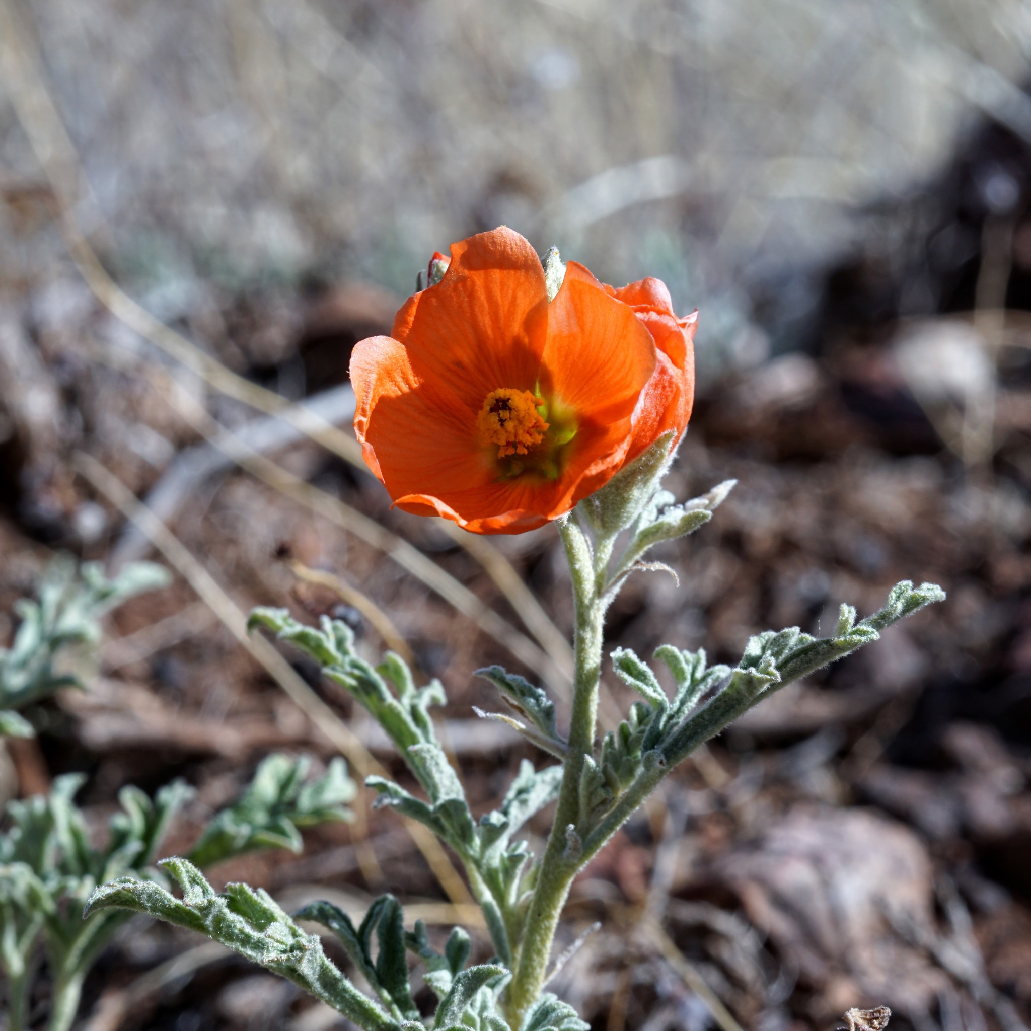Sphaeralcea hastulata A.Gray