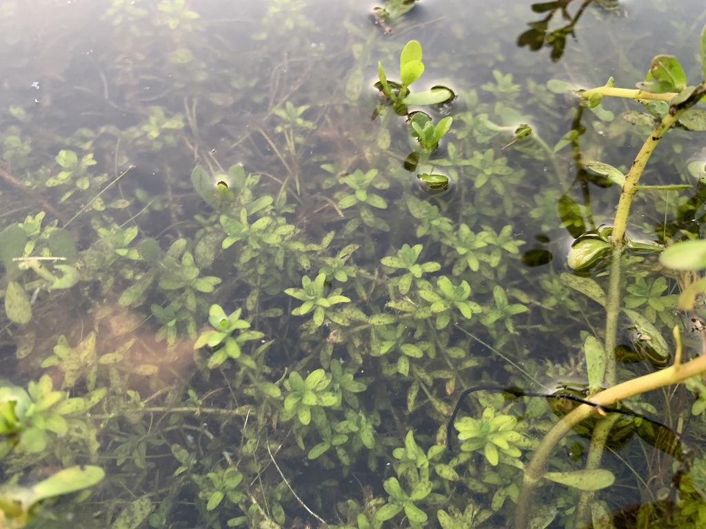 Manatee Mudflower from River Park Blvd, Orlando, FL, US on April 23, 2022 at 07:42 PM by Tristan ...