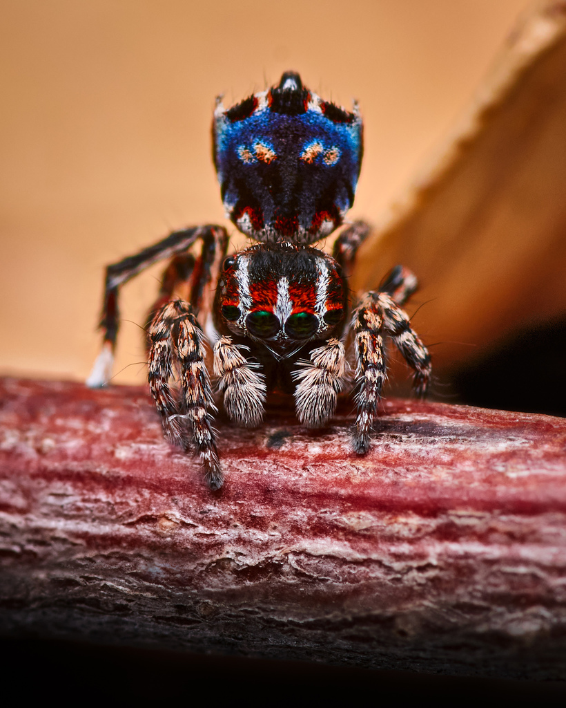 Peacock Jumping Spiders