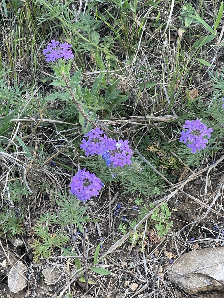 Dakota mock vervain from Prachyl Rd, Weatherford, TX, US on April 23 ...
