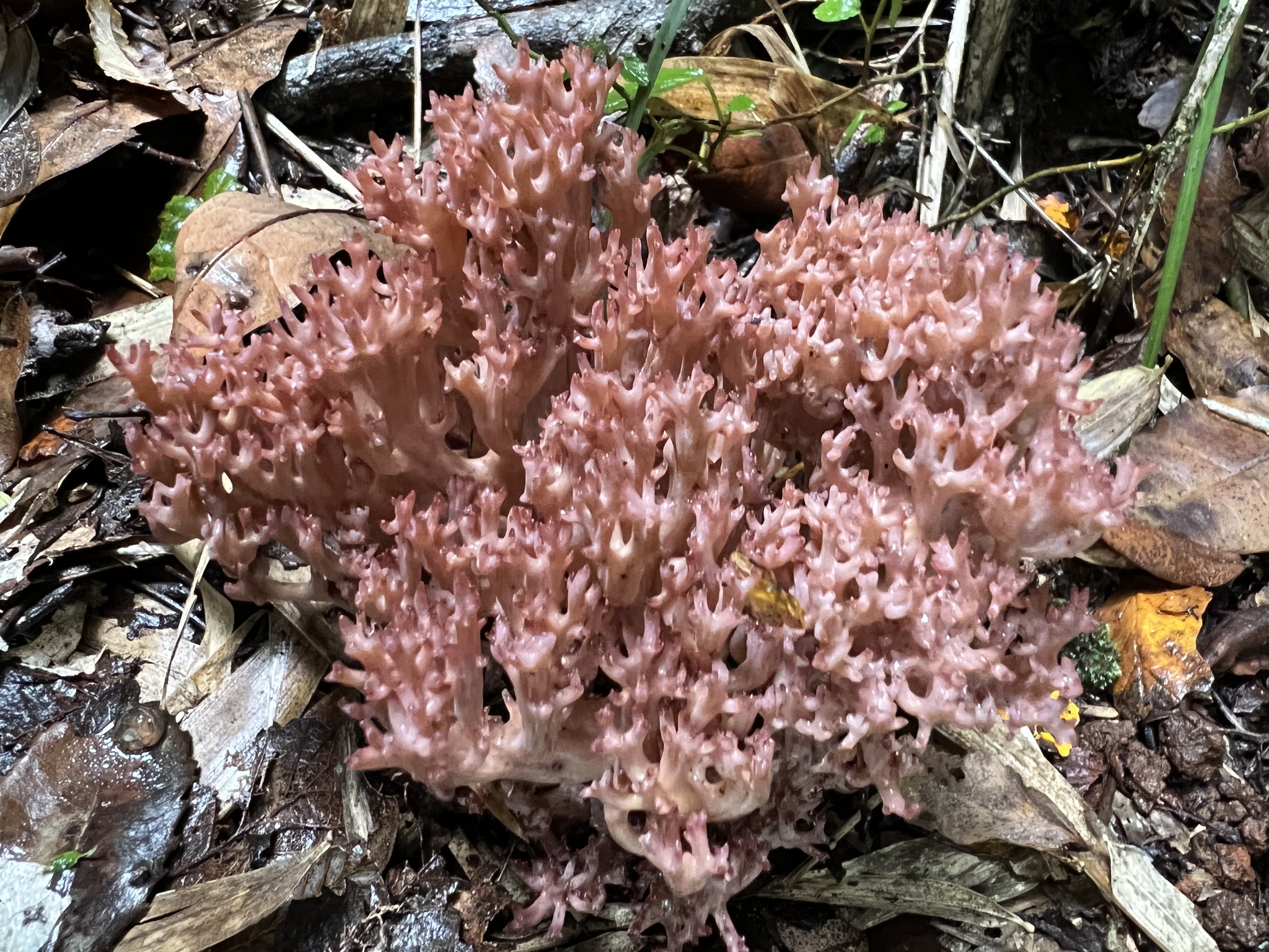 Ramaria botrytis (Pers.) Bourdot
