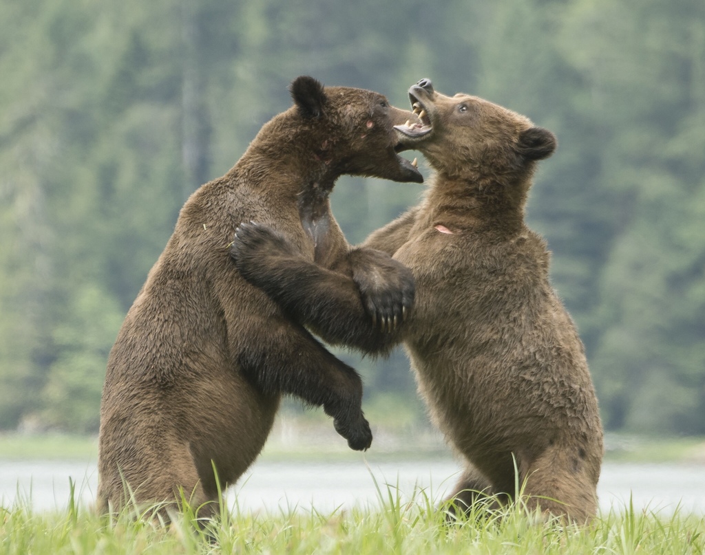 Holarctic Bears (Ursus) - Know Your Mammals