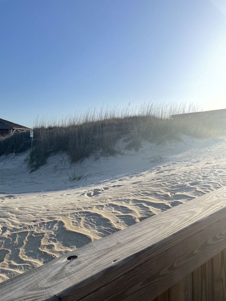 American marram grass from North Atlantic Ocean, Tybee Island, GA, US ...