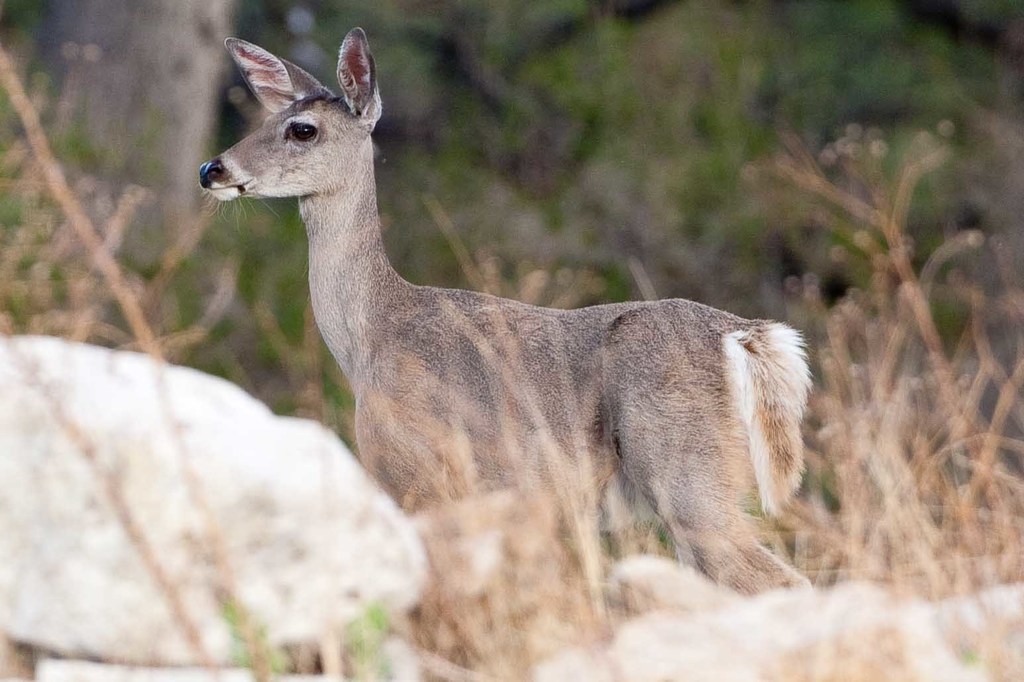 Coues White-tailed Deer (Other Mammals of Agua Fria National Monument ...