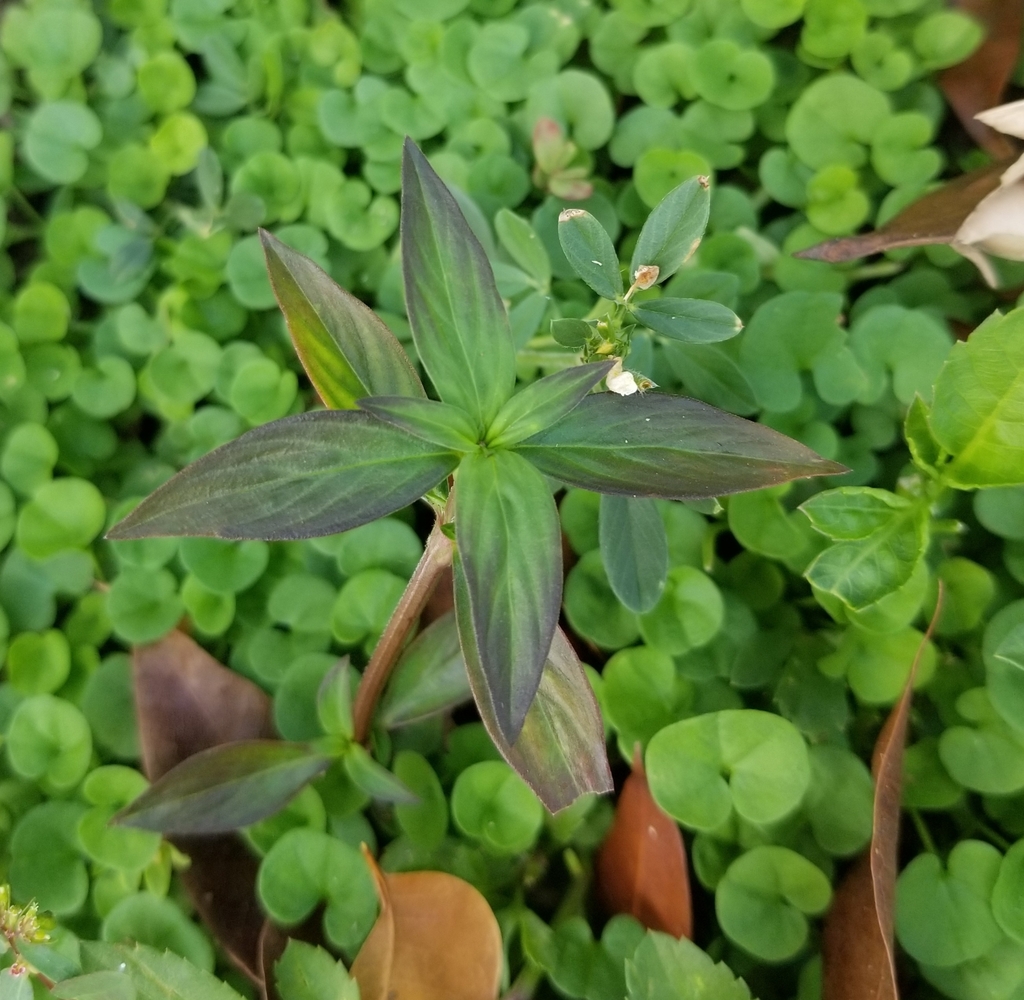 Woodland false buttonweed from Espinar, Aguada, Puerto Rico on April 23 ...