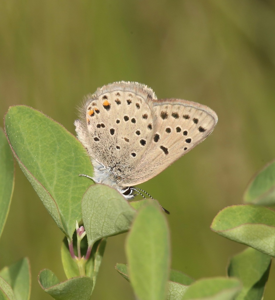 Greenish Blue (Alaska in Summer) · iNaturalist