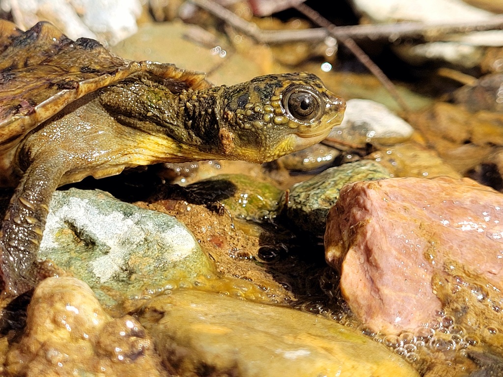 White-throated Snapping Turtle from Kenilworth QLD 4574, Australia on ...