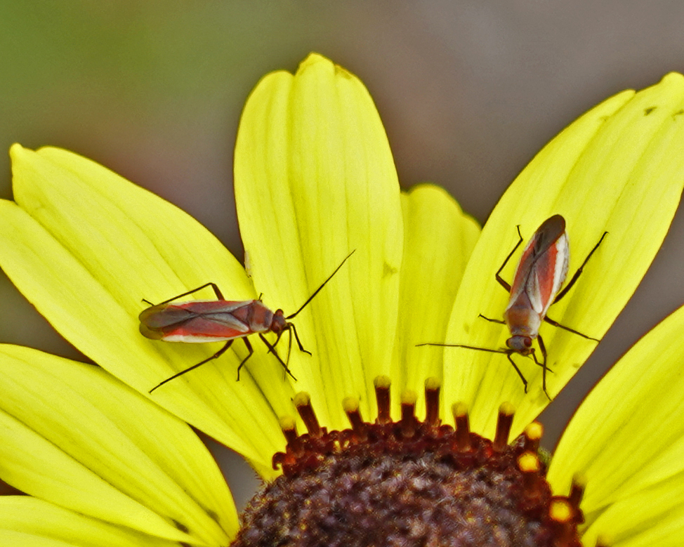 Scarlet Plant Bugs from Featherly Regional Park, CA, USA on April 22 ...