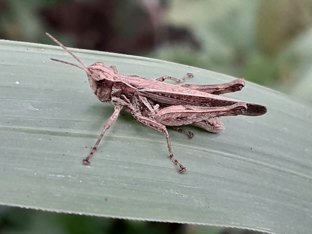 Orphulella punctata in April 2022 by Enrico A. R. Tosto · iNaturalist